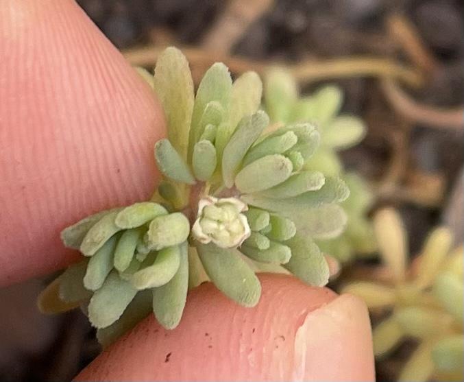 Photo of the bloom of Red Stonecrop (Sedum rubens 'Lizard of Madagascar ...