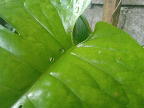 'Endless Forms Most Beautiful' The aroid photo gallery in the ...