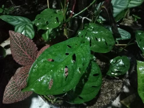 'Endless Forms Most Beautiful' The aroid photo gallery in the ...