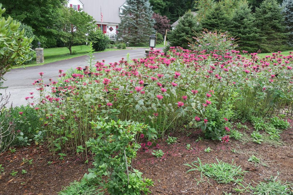 Photo of the entire plant of Bee Balm (Monarda didyma 'Raspberry Wine ...