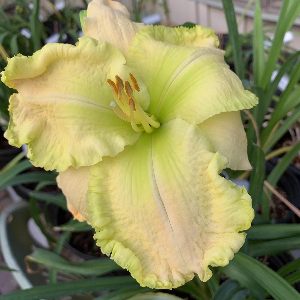 Photo of the bloom of Daylily (Hemerocallis 'Shamrock Sun') posted by ...