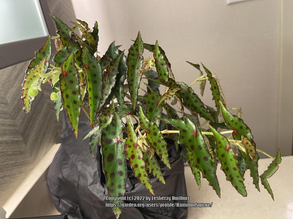 Photo of the entire plant of Begonia (Begonia amphioxus) posted by ...