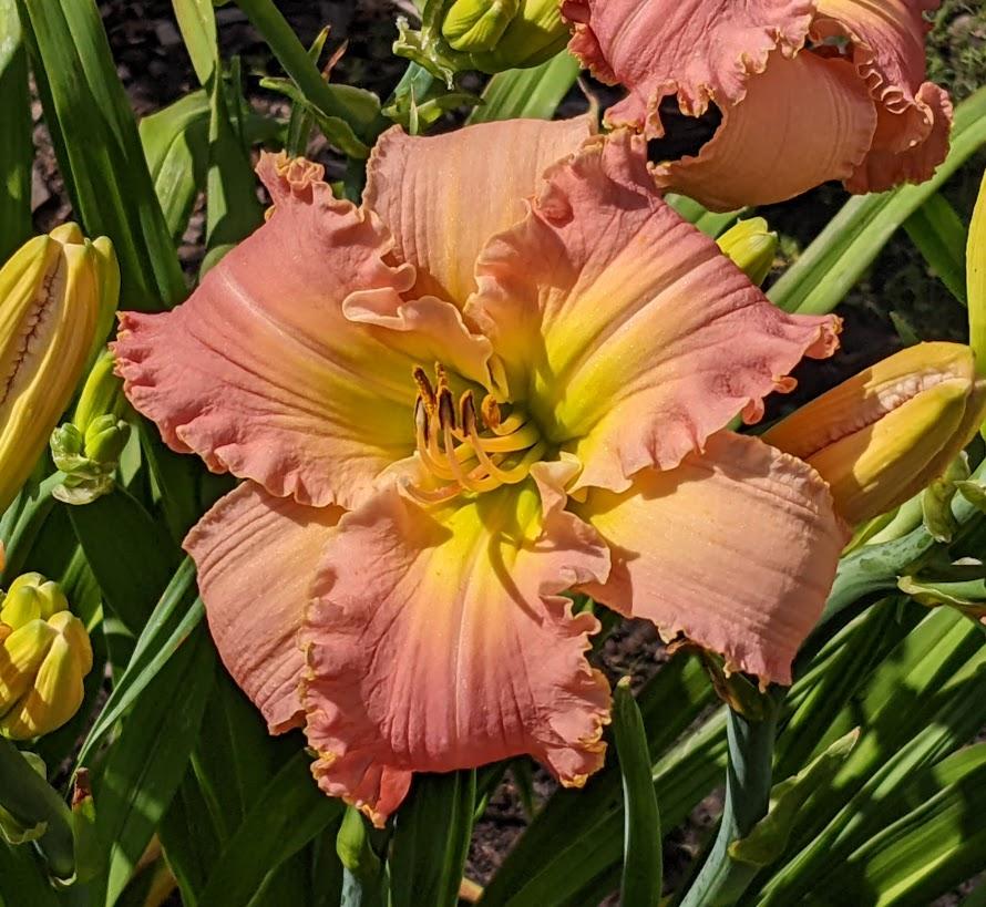 Photo of the bloom of Daylily (Hemerocallis 'Watch Her Ride') posted by ...