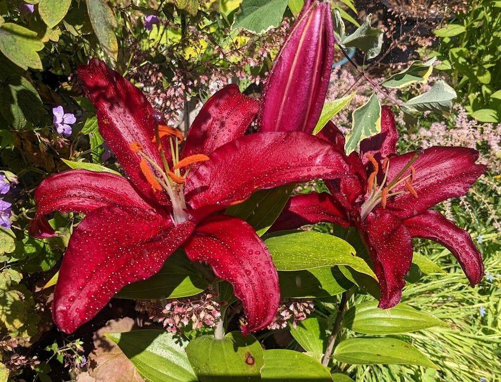 Photo of the bloom of Lily (Lilium 'Firebolt') posted by Joy - Garden.org