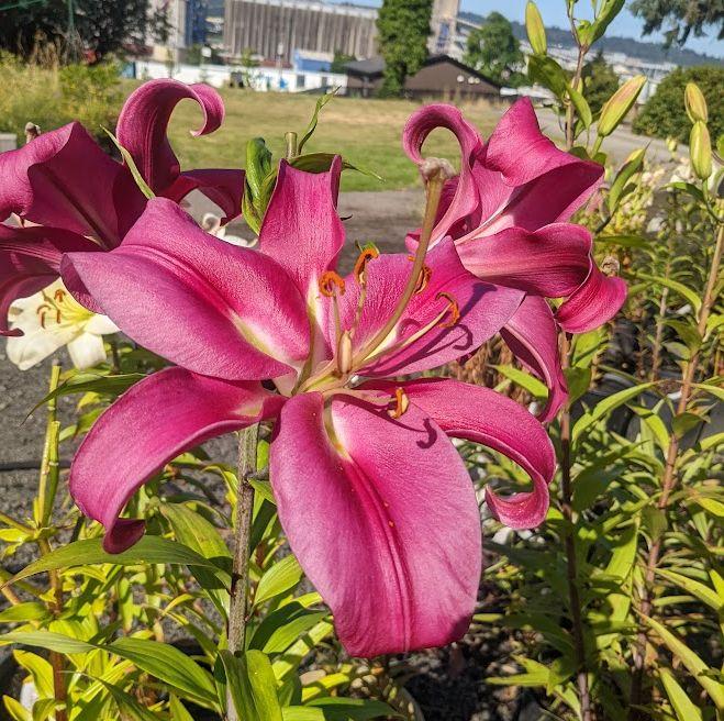 Photo of the bloom of Lily (Lilium 'Resolute') posted by Joy - Garden.org