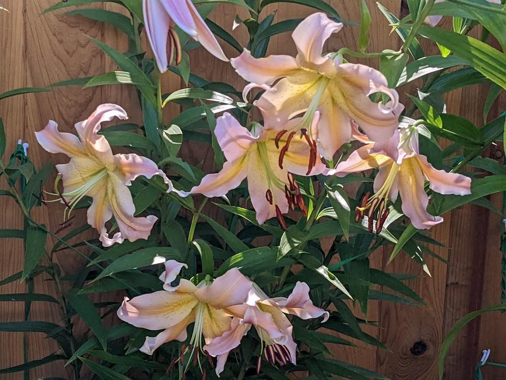 Photo of the entire plant of Lily (Lilium 'Elusive') posted by Joy ...