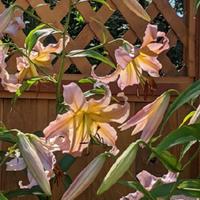 Photo of the bloom of Lily (Lilium 'Elusive') posted by Joy - Garden.org