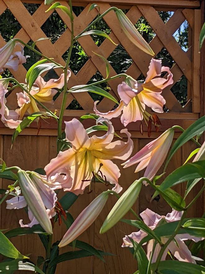 Photo of the bloom of Lily (Lilium 'Elusive') posted by Joy - Garden.org