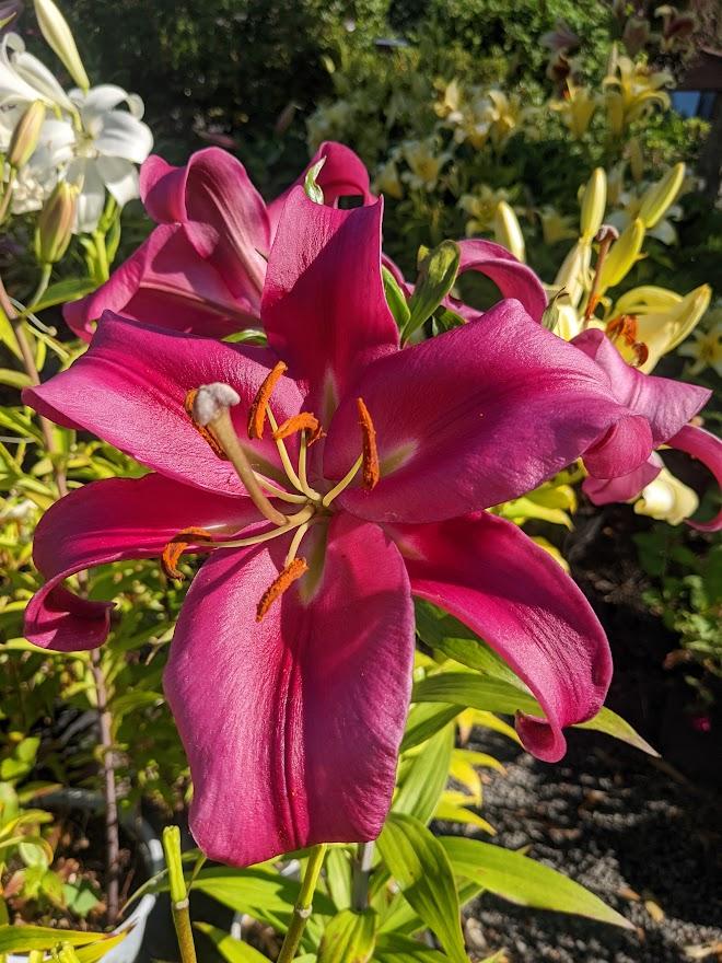 Photo of the bloom of Lily (Lilium 'Resolute') posted by Joy - Garden.org