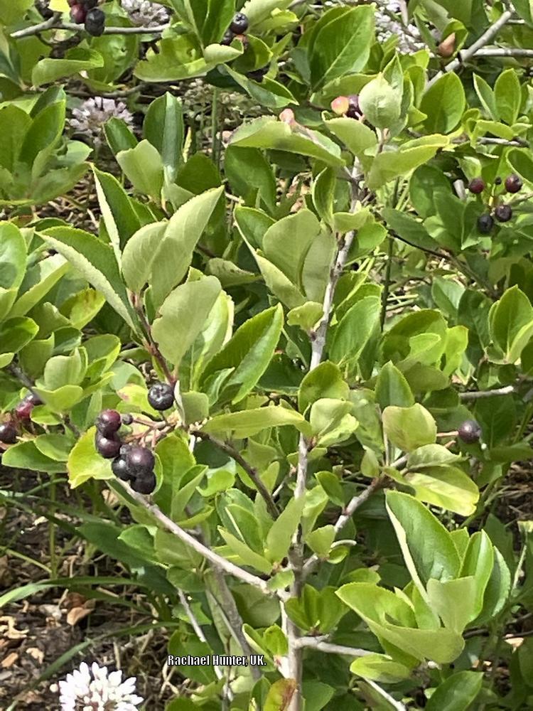 Photo of the fruit of Purple Chokeberry (Aronia x prunifolia) posted by ...