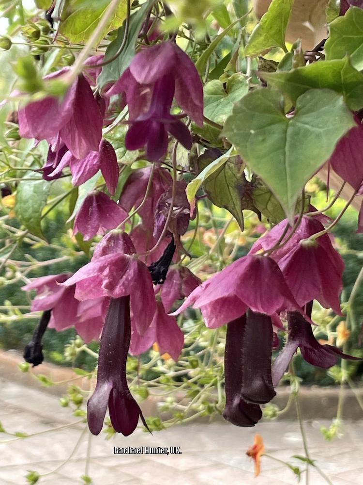 Photo of the bloom of Purple Bell Vine (Rhodochiton atrosanguineum ...