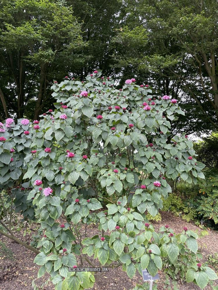 Photo of the entire plant of Cashmere Bouquet (Clerodendrum bungei ...