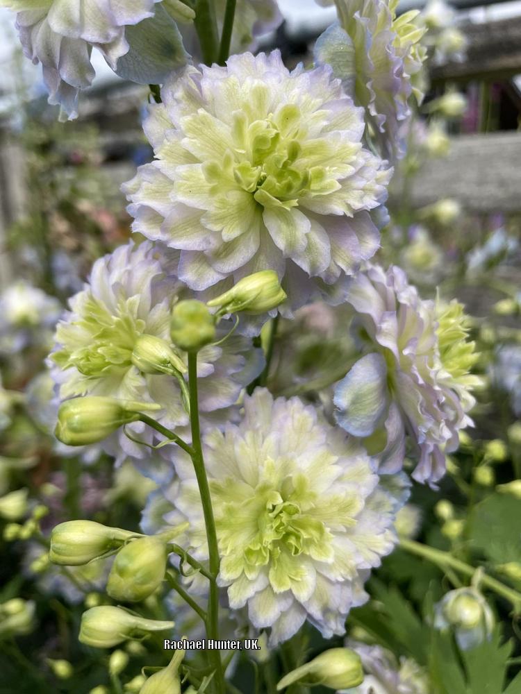 Photo of the bloom of Larkspur (Delphinium elatum Highlander™ Moonlight) posted by RachaelHunter ...
