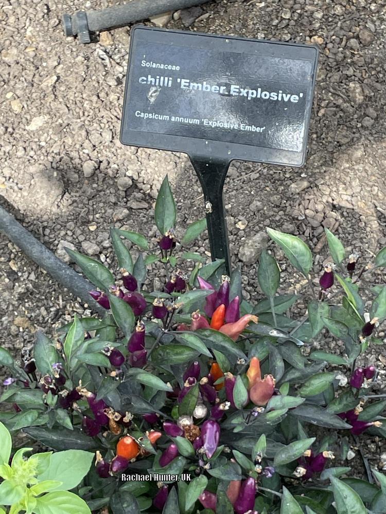 Photo of the entire plant of Ornamental Pepper (Capsicum annuum ...