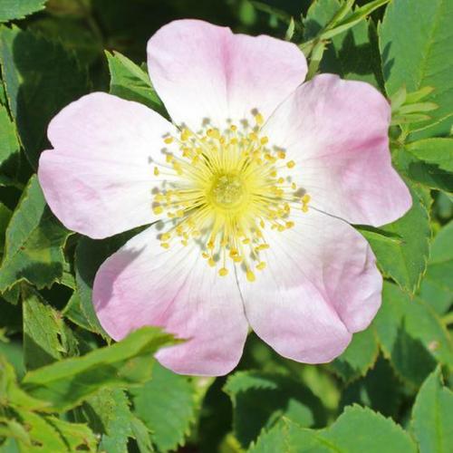 Rose (Rosa orientalis) in the Roses Database - Garden.org