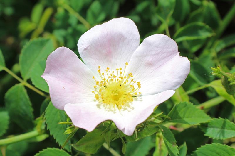 Rose (Rosa pouzinii) in the Roses Database - Garden.org