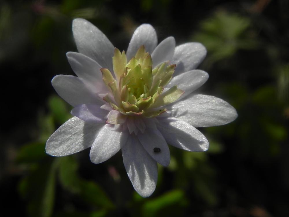 Photo of the bloom of Anemone apennina 'Plena' posted by SL_gardener ...