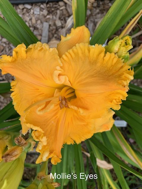 Daylily (Hemerocallis 'Mollie's Eyes') in the Daylilies Database - Garden.org