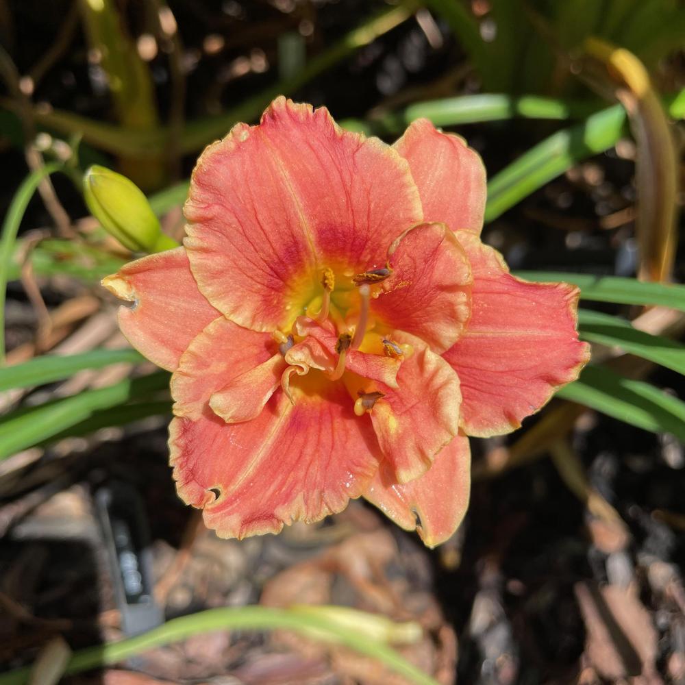 Photo of the bloom of Daylily (Hemerocallis 'Iddy Biddy Gal') posted by ...