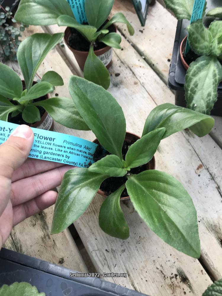 Photo of the entire plant of Chirita (Primulina 'Aiko') posted by ...