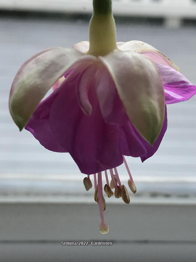 Photo of the bloom of Fuchsia 'Rio Grande' posted by sedumzz - Garden.org