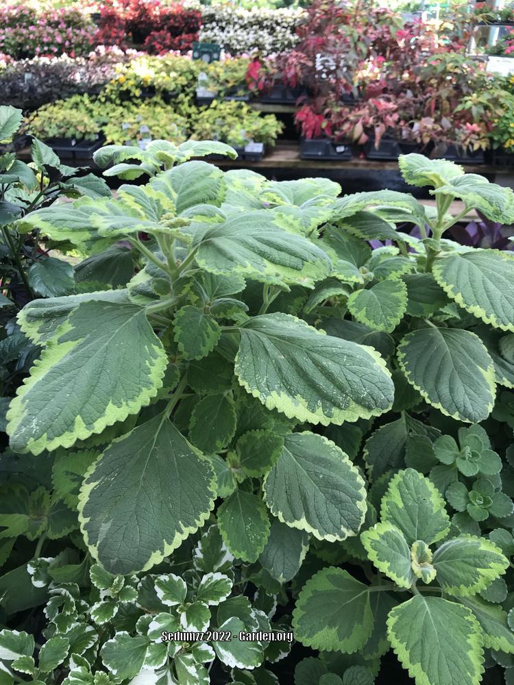 Photo of the entire plant of Plectranthus (Plectranthus discolor 'Green ...