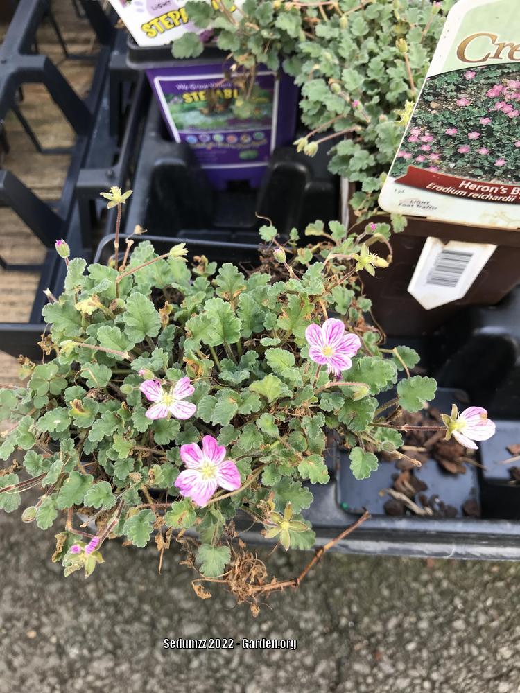 Photo of the entire plant of Alpine Geranium (Erodium reichardii 'Charm ...