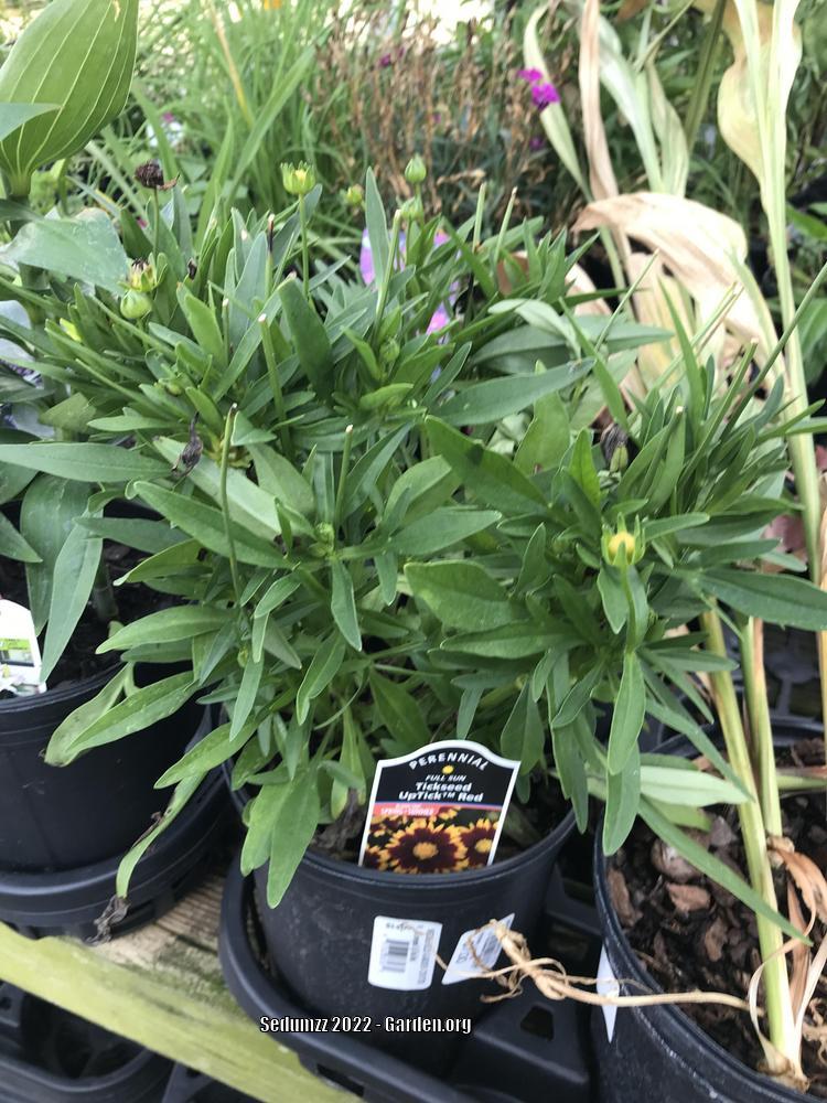 Photo of the entire plant of Tickseed (Coreopsis UpTick™ Red) posted by ...