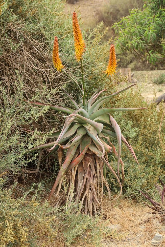 Photo of the bloom of African Aloe (Aloe africana) posted by Baja ...