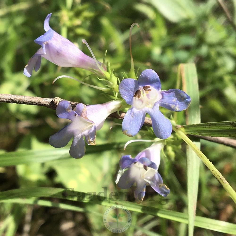 Photo of the bloom of Wasatch Beardtongue (Penstemon cyananthus var ...