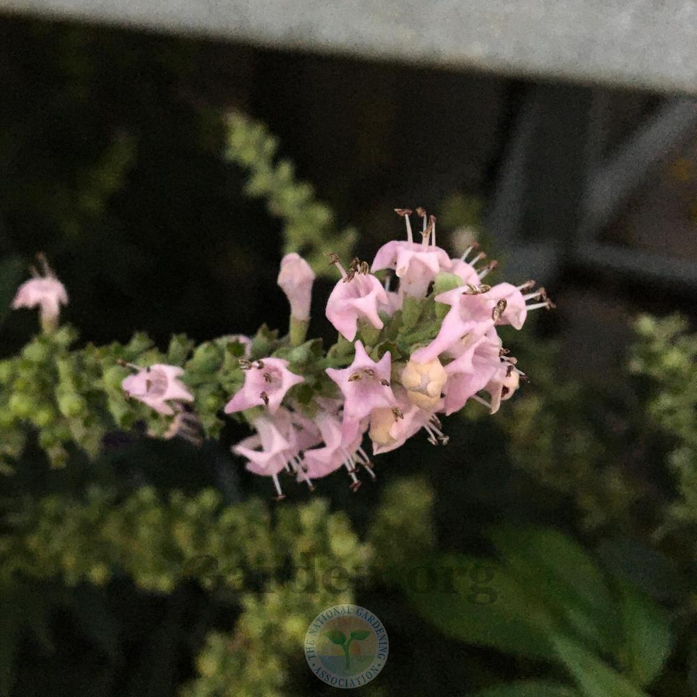 Photo of the bloom of Chaste Tree (Vitex agnus-castus First Editions ...