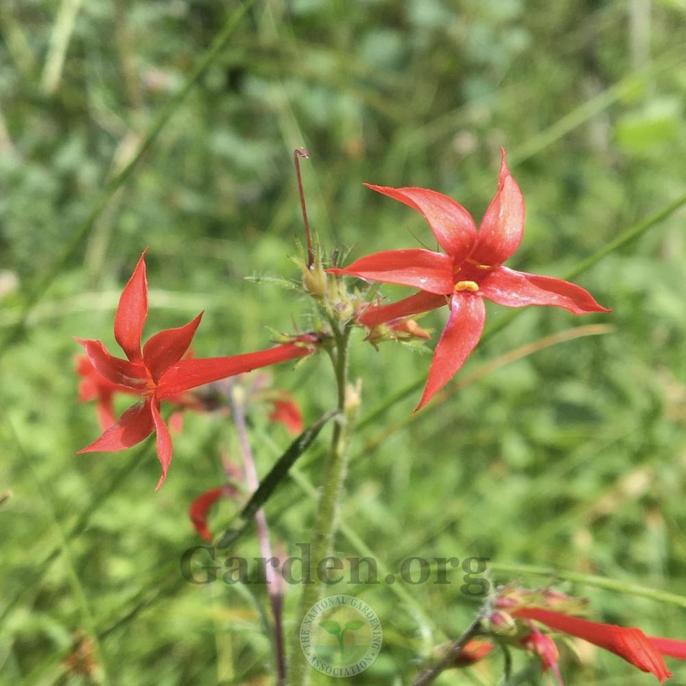 Photo of the bloom of Skyrocket (Ipomopsis aggregata subsp. aggregata ...