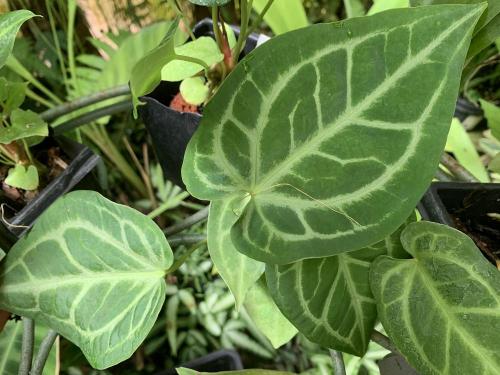 'Endless Forms Most Beautiful' The aroid photo gallery in the ...