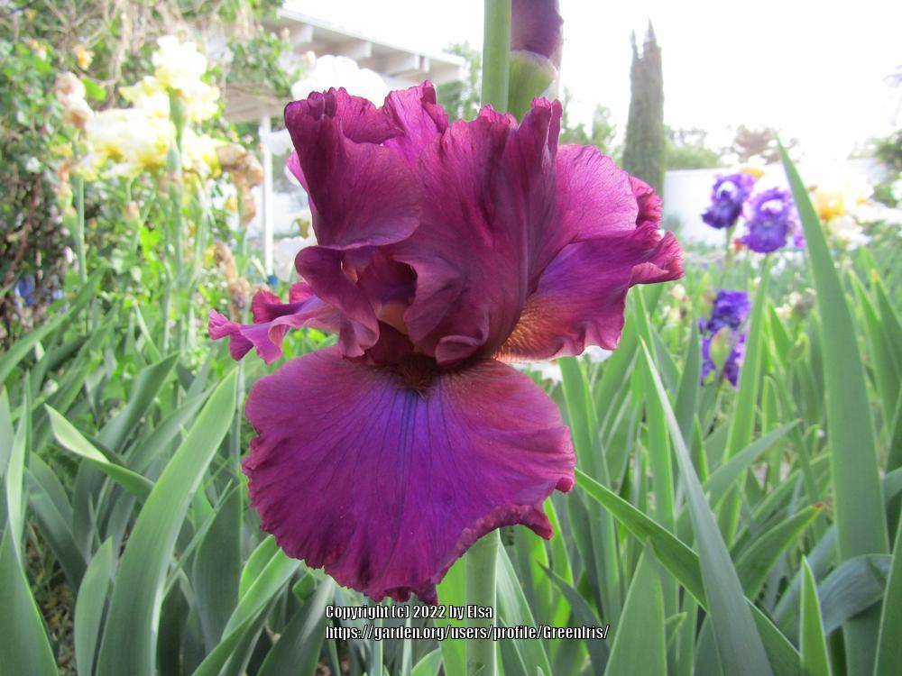 Photo of the bloom of Tall Bearded Iris (Iris 'Candy Apple Classic ...