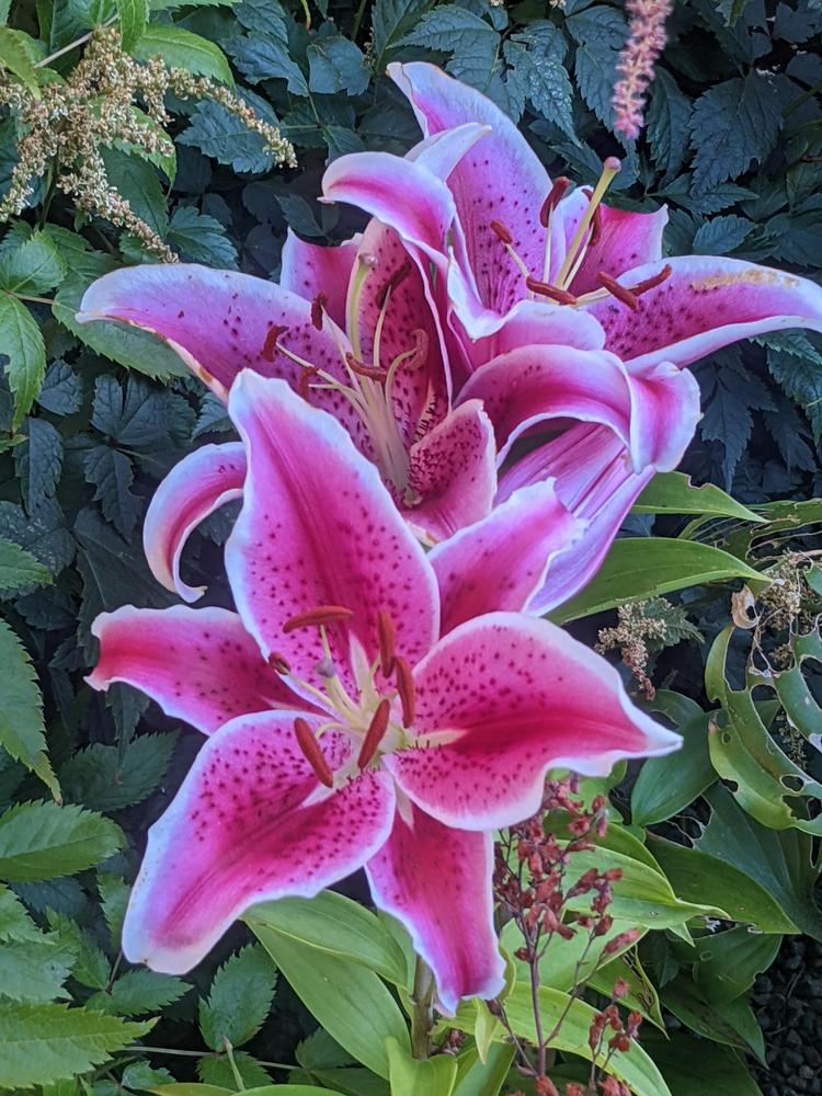 Photo of the bloom of Lily (Lilium 'Star Romance') posted by Joy ...