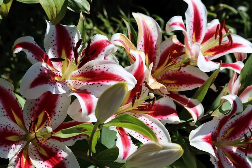 Photo of the bloom of Lily (Lilium 'Big Smile') posted by Joy - Garden.org