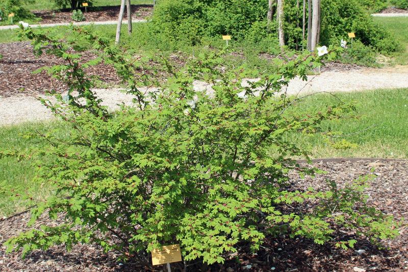 Photo of the entire plant of Wingthorn Rose (Rosa omeiensis) posted by ...