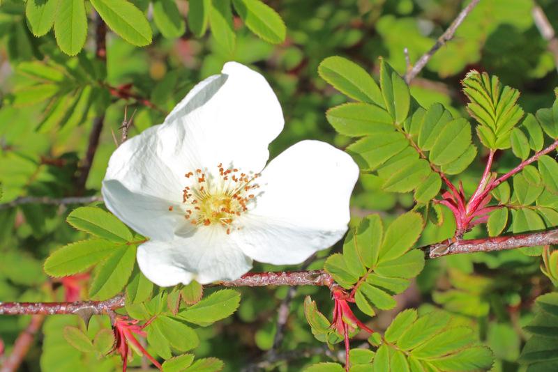 Photo of the bloom of Wingthorn Rose (Rosa omeiensis) posted by ...