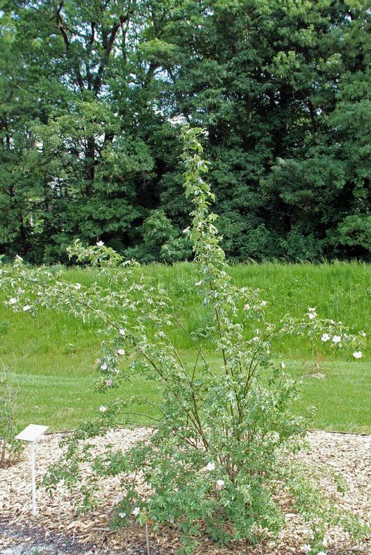 Rose (Rosa sherardii) in the Roses Database - Garden.org