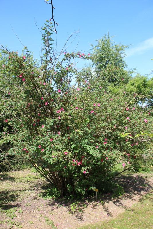 Photo of the entire plant of Rose (Rosa pulverulenta) posted by ...