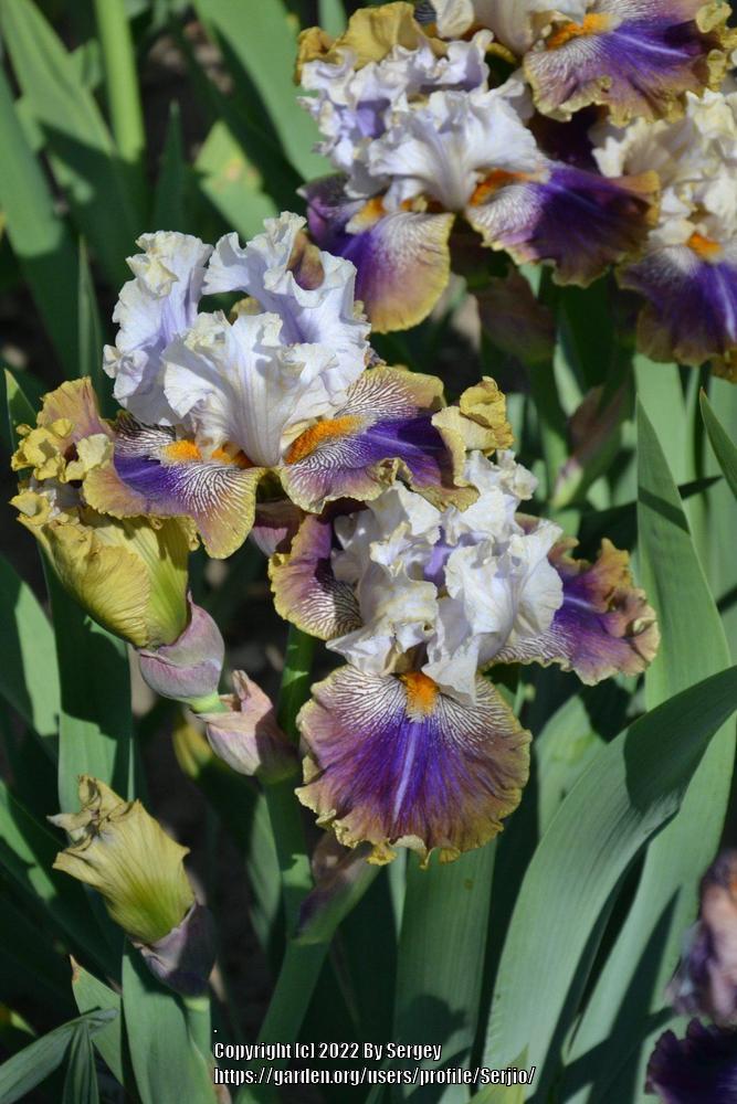Photo of the bloom of Tall Bearded Iris (Iris 'Rare Blend') posted by ...