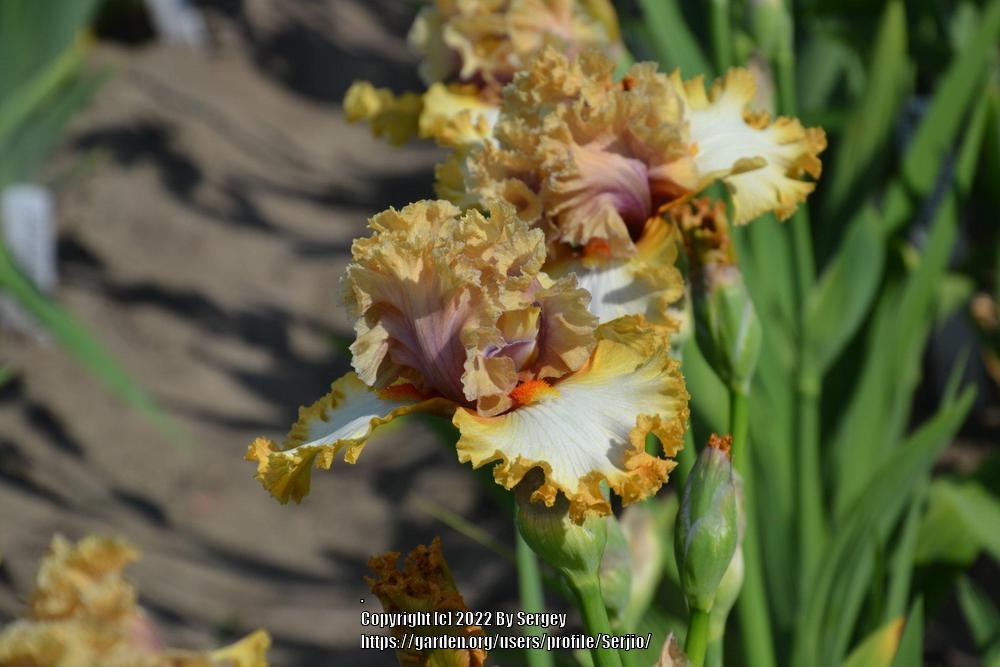 Photo of the bloom of Tall Bearded Iris (Iris 'Good on Ya') posted by ...