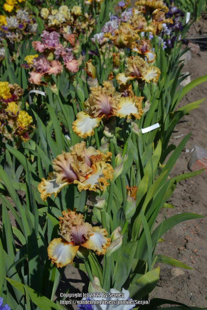 Photo of the bloom of Tall Bearded Iris (Iris 'Good on Ya') posted by ...