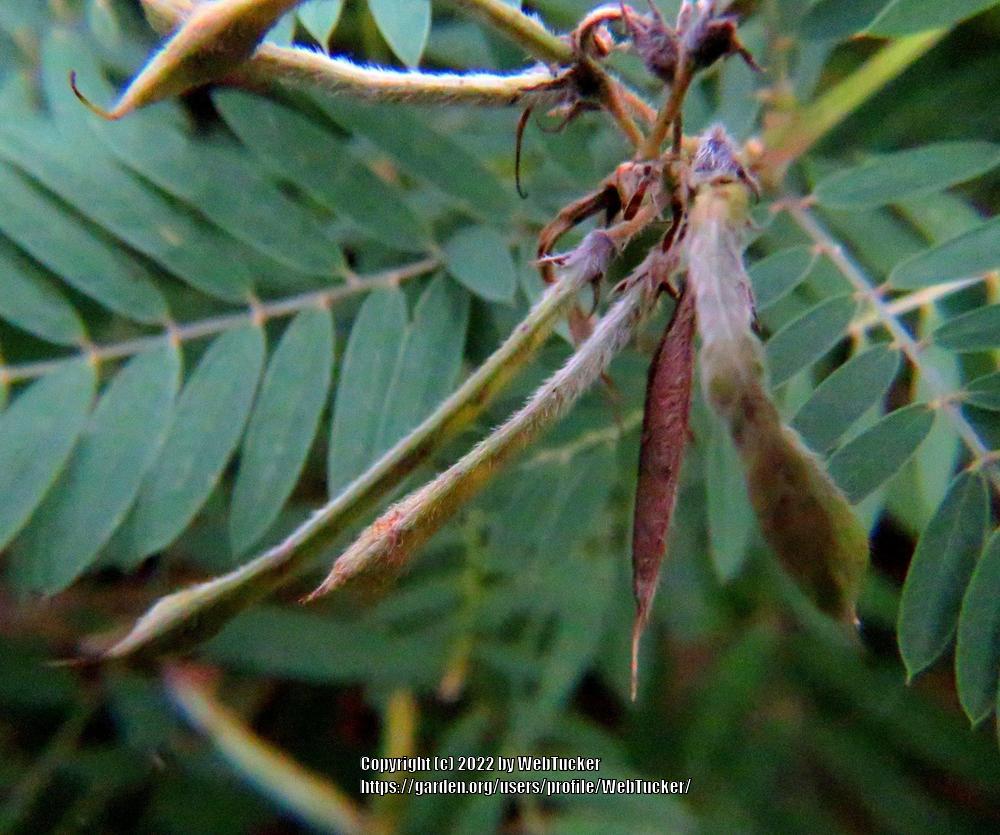 Photo of the seed pods or heads of Goat's Rue (Tephrosia virginiana ...