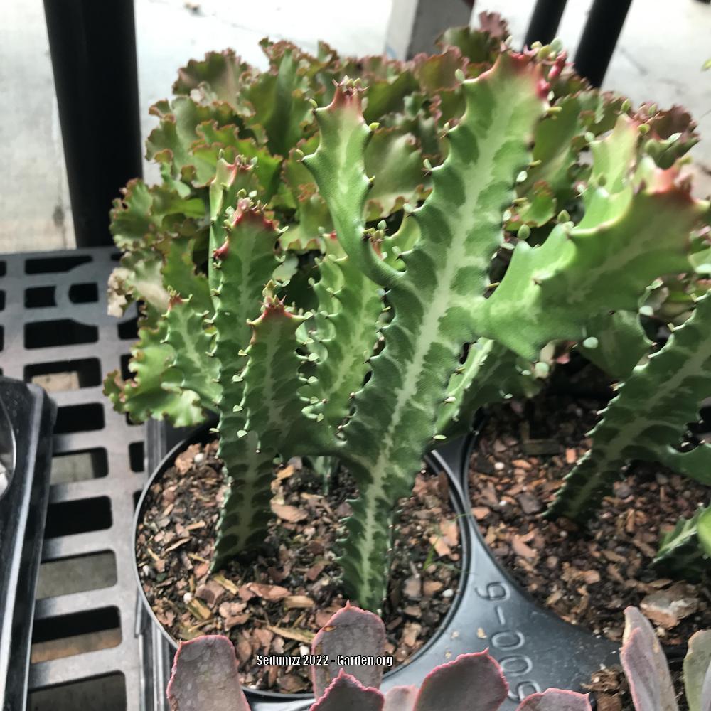 Photo of the entire plant of Candelabra Plant (Euphorbia lactea) posted ...