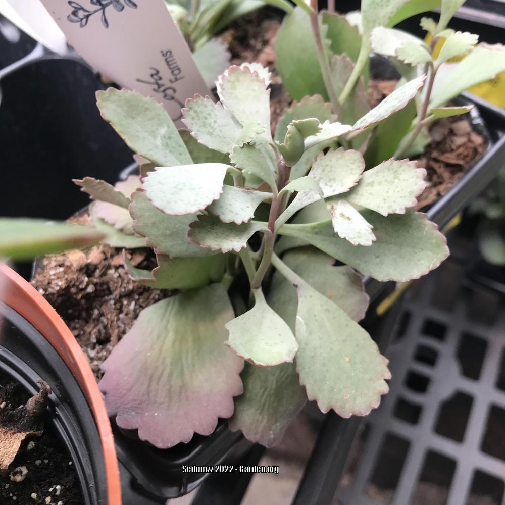 Photo of the entire plant of Flower Dust Plant (Kalanchoe pumila ...