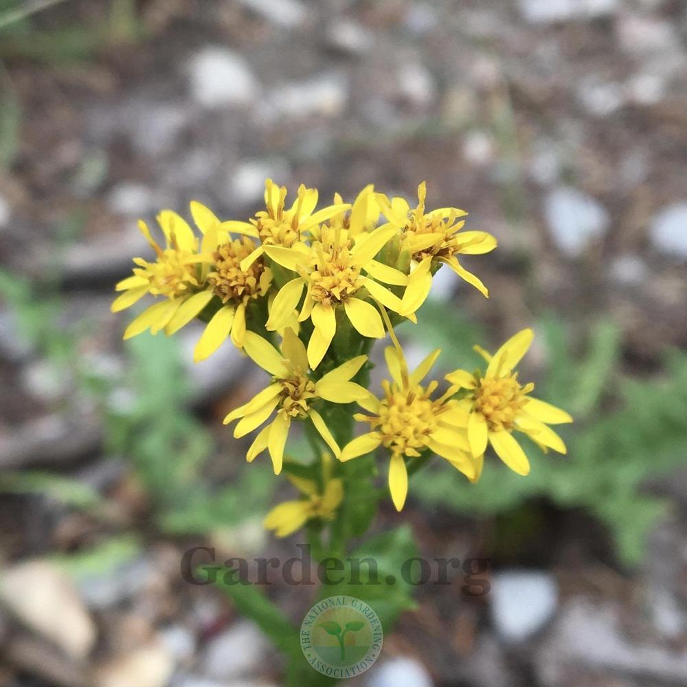 Rocky Mountain Goldenrod (Solidago multiradiata subsp. multiradiata) in ...