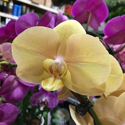 Moth Orchid (Phalaenopsis OX Lottery Prince 'OX1639') - Garden.org