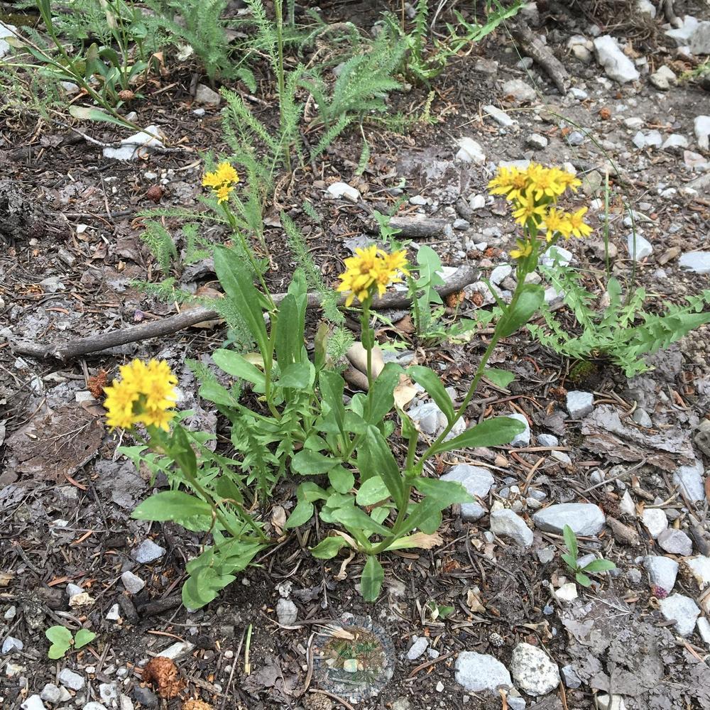 Photo of the entire plant of Rocky Mountain Goldenrod (Solidago ...