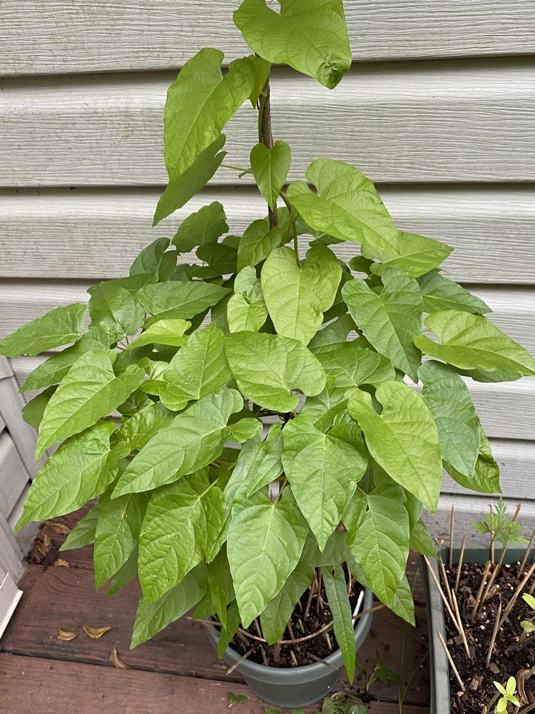 Photo of the entire plant of Morning Glory Vine (Operculina pteripes ...
